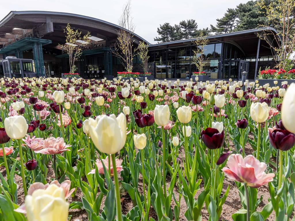 31 Best Things To Do in Spring in NYC