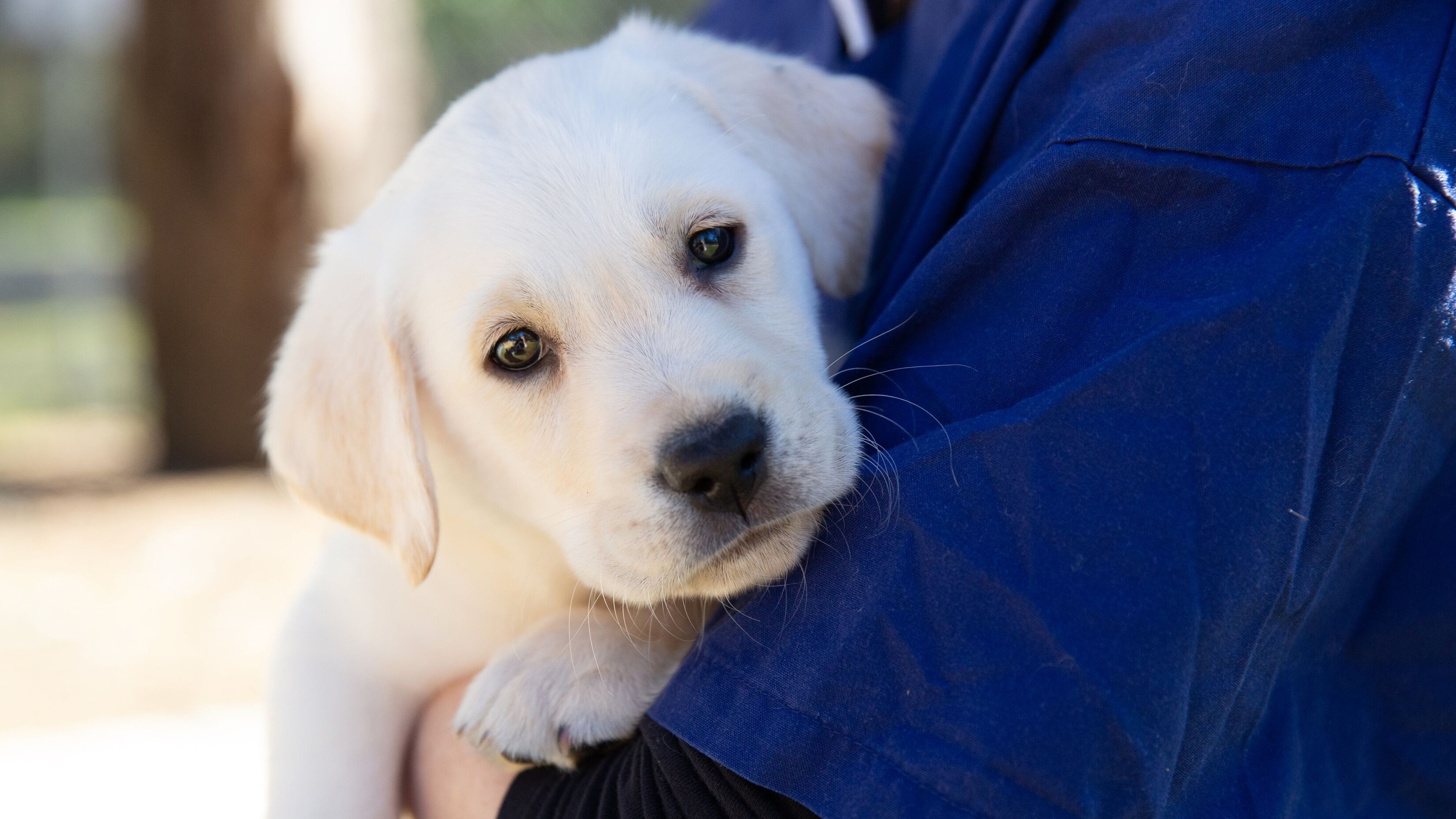 Guide Dogs NSW Needs Puppy Raisers