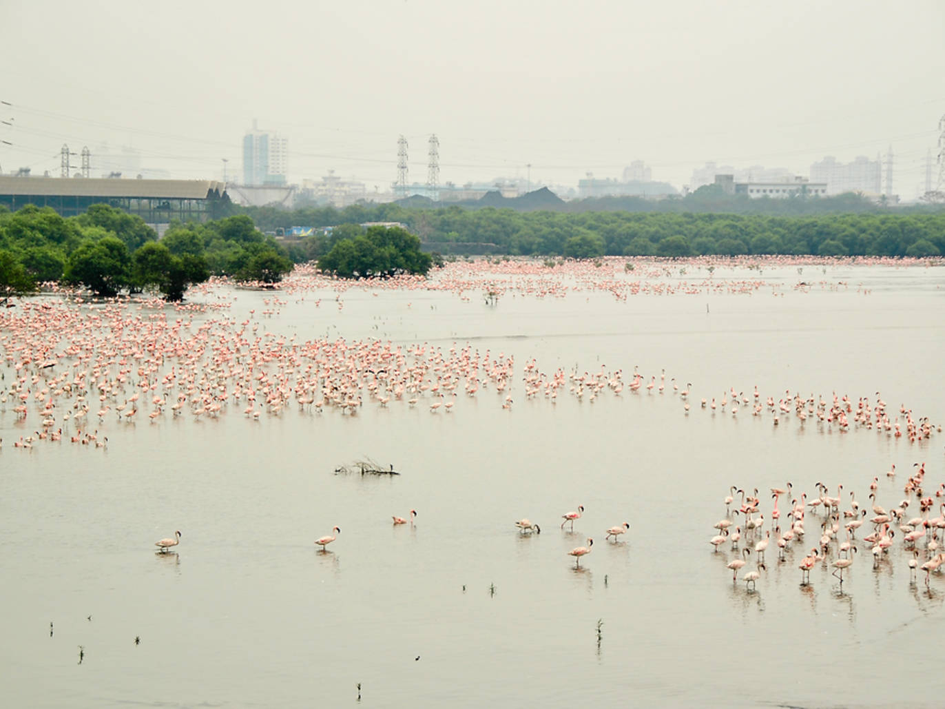 Animals taking over cities and towns during human lockdown