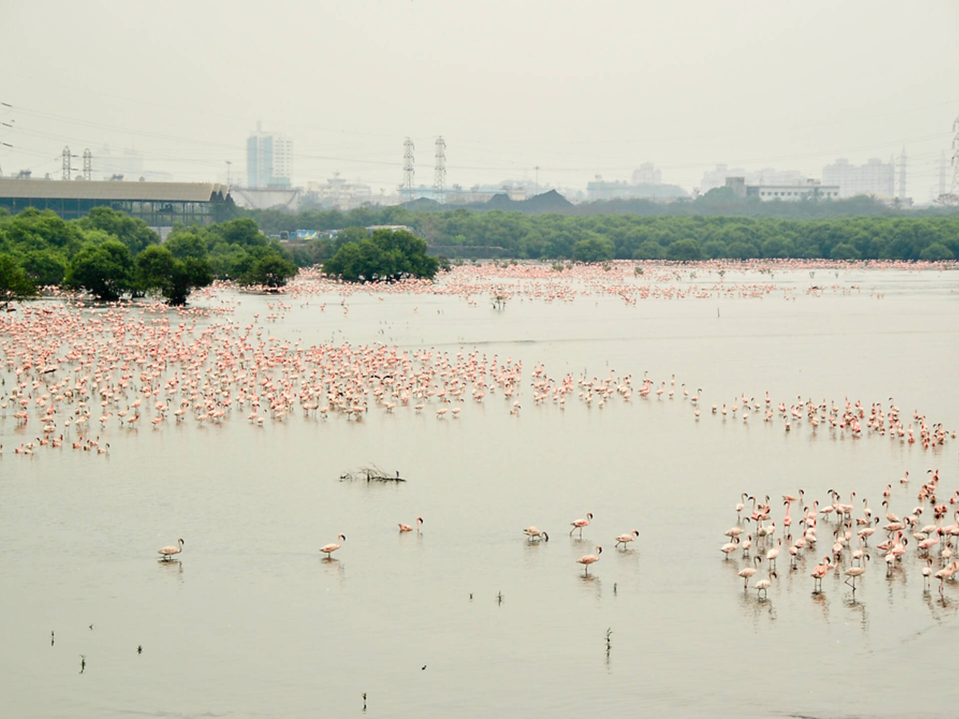 Animals taking over cities and towns during human lockdown