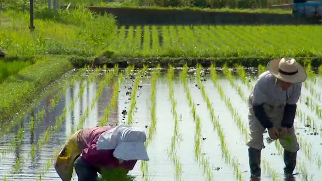 The best documentaries about Japanese food | Time Out Tokyo