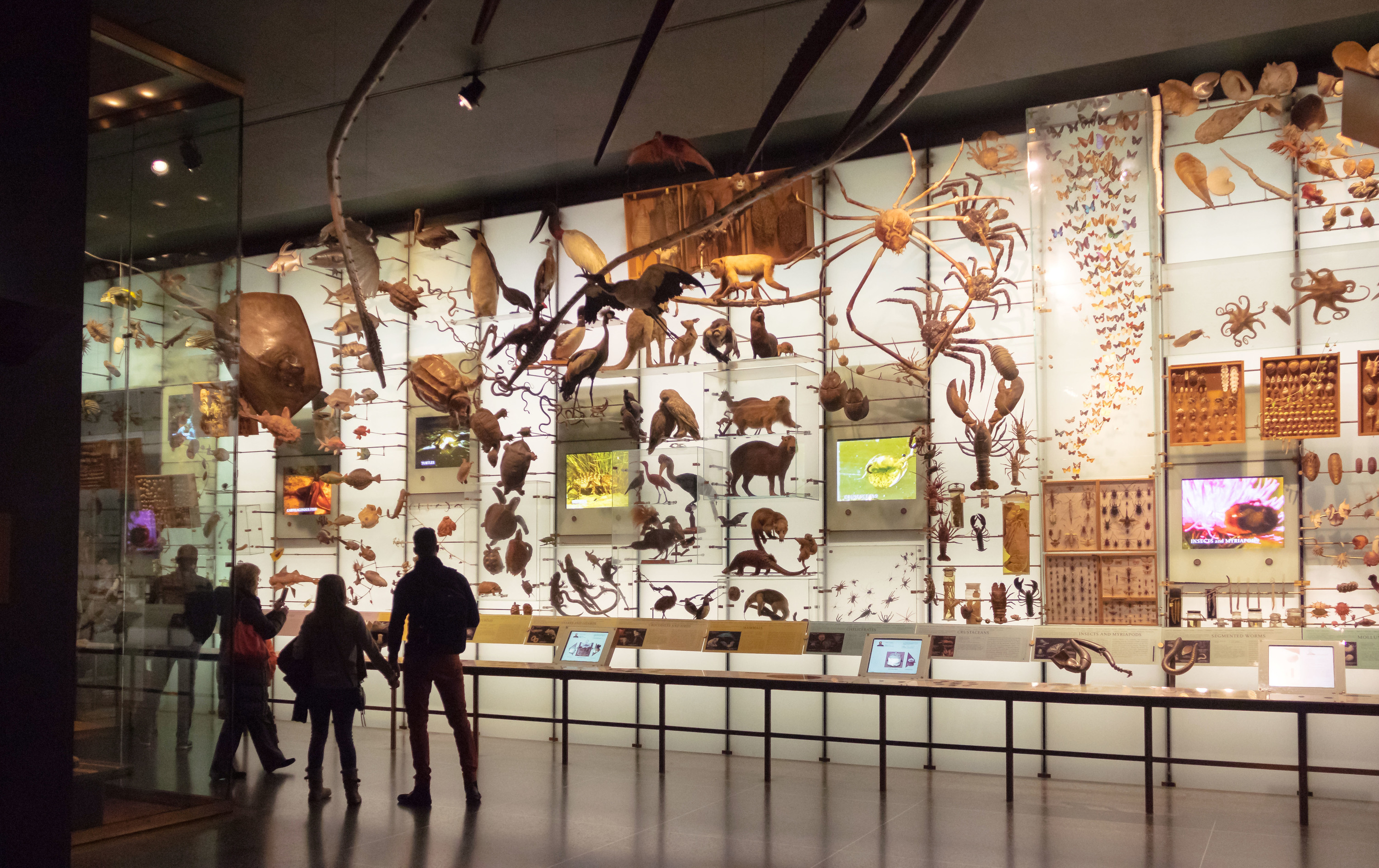 Children S Natural History Museum at Marisela Warren blog