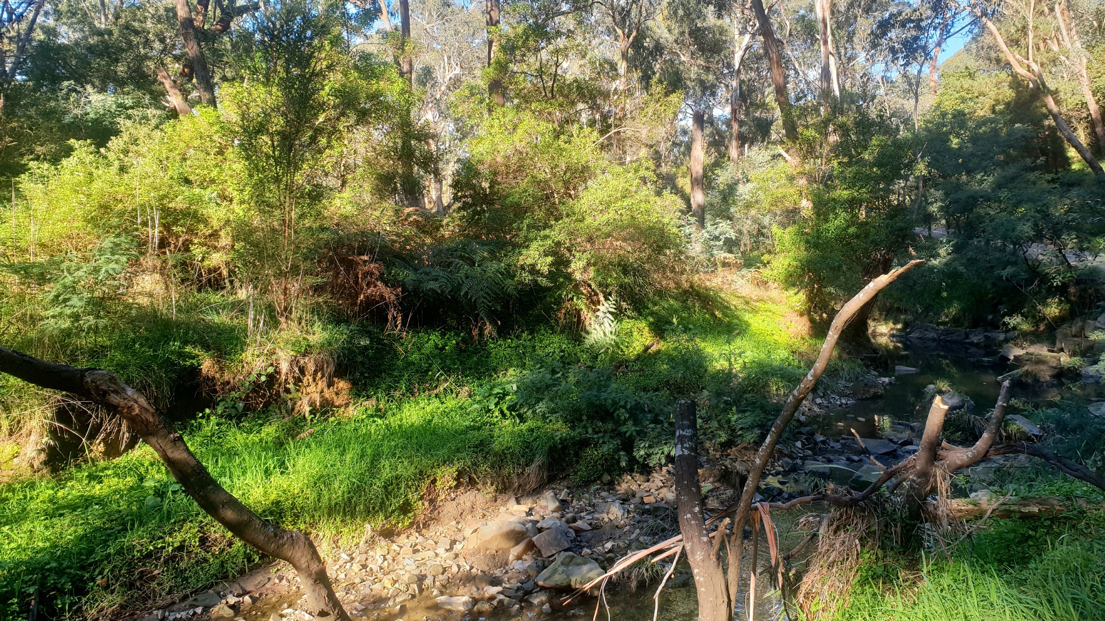 Yarran Dheran Nature Reserve | Attractions in Mitcham, Melbourne