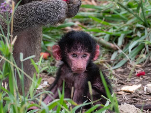 A trio of female baby baboons has been born at Sydney Zoo
