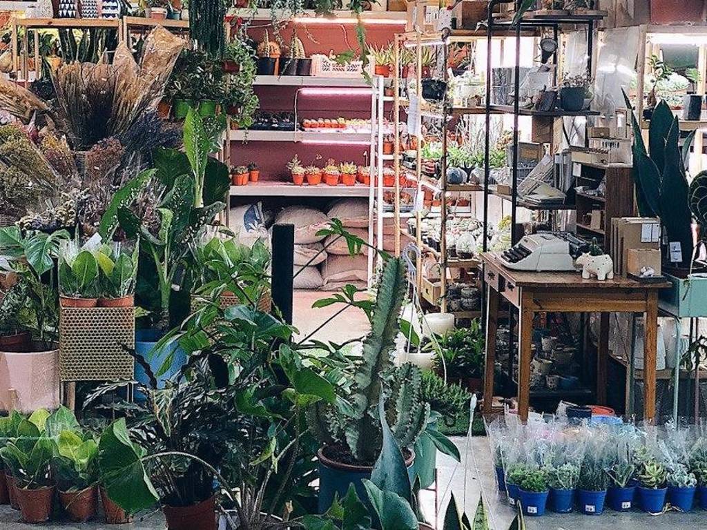 15 Best Plant Shops in Singapore For Starting Your Indoor Garden