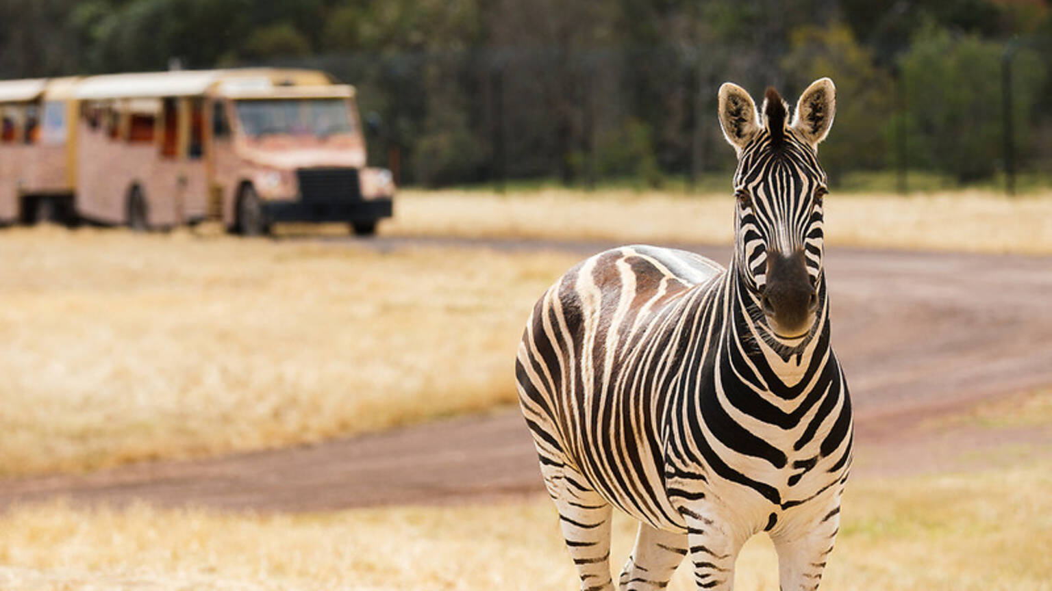 Guide to visiting the huge Werribee Open Range Zoo in Melbourne