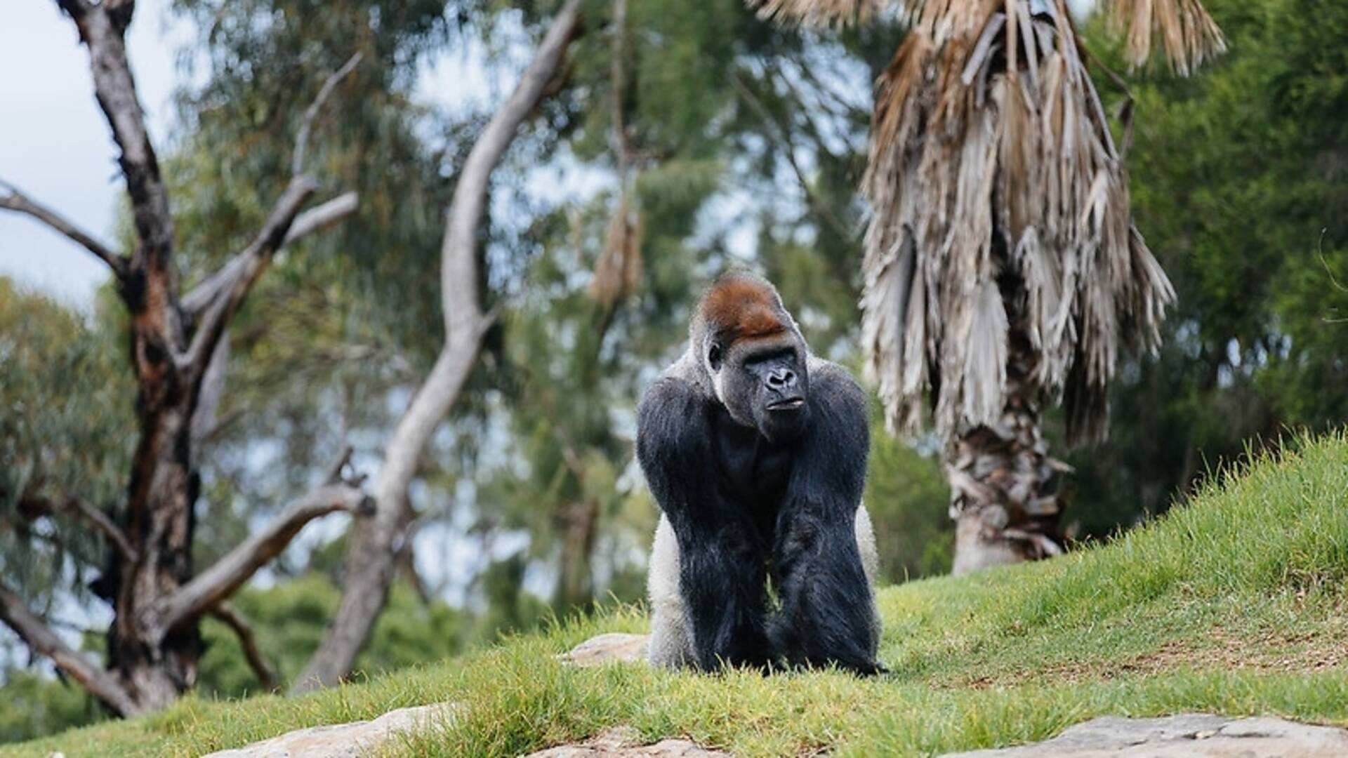 Guide to visiting the huge Werribee Open Range Zoo in Melbourne