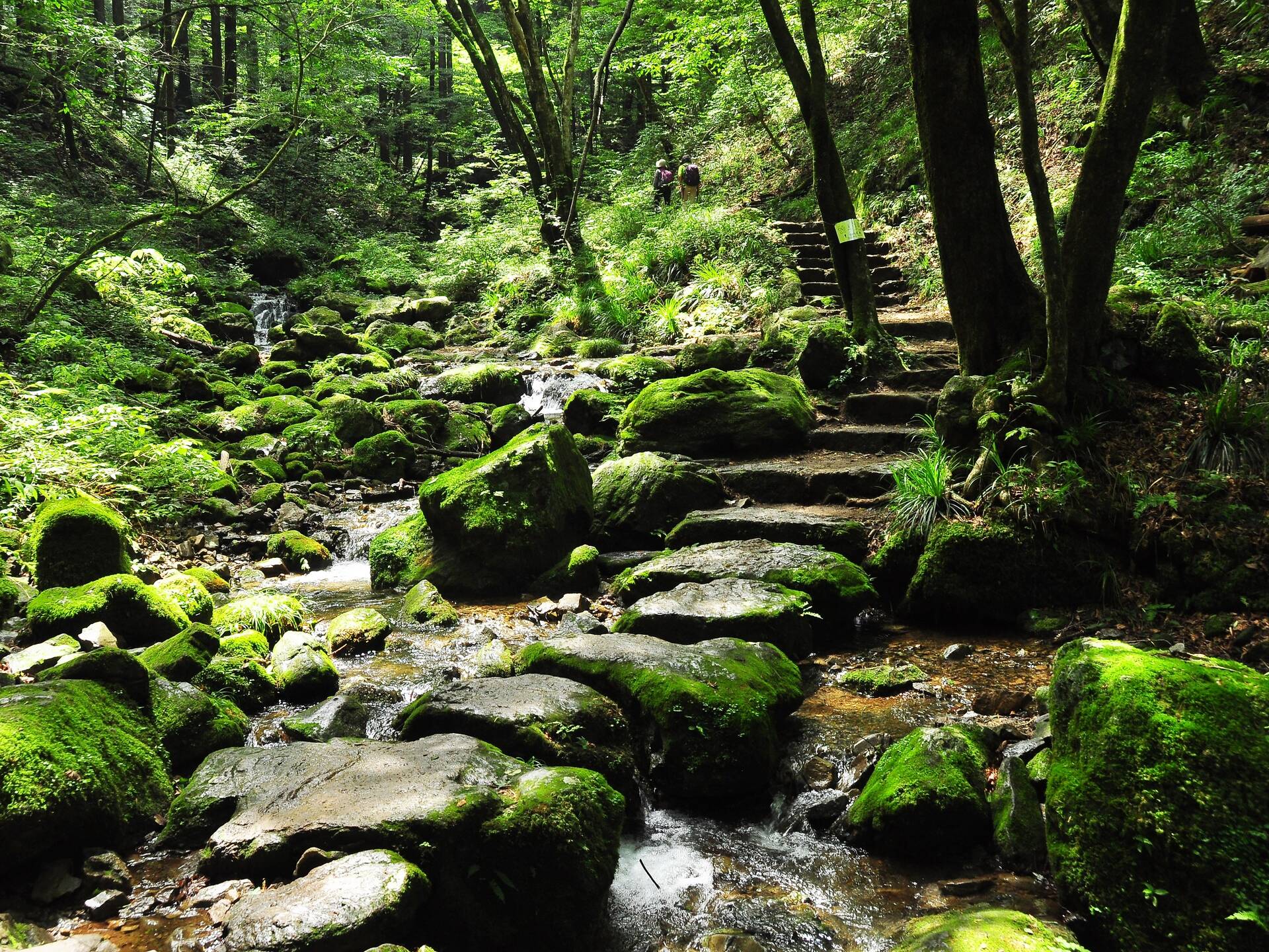 Best botanical gardens and greenhouses in Tokyo | Time Out Tokyo