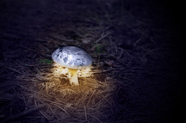 Glowing mushrooms are illuminating the forests of western Japan this week