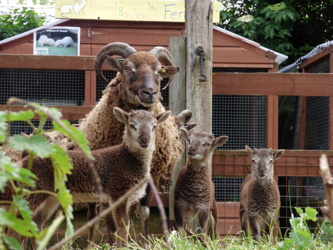 Sheep and Wool Week | Things to do in London