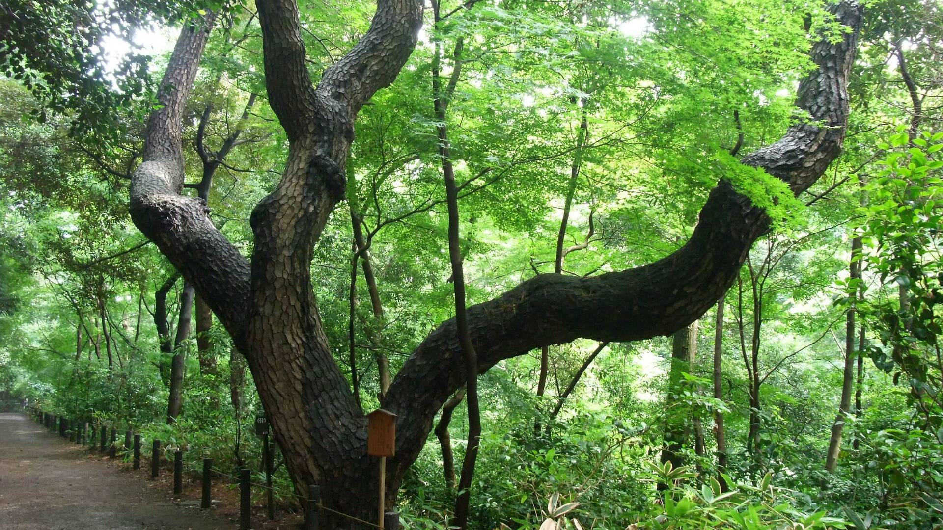 Institute for Nature Study | Attractions in Shirokanedai, Tokyo