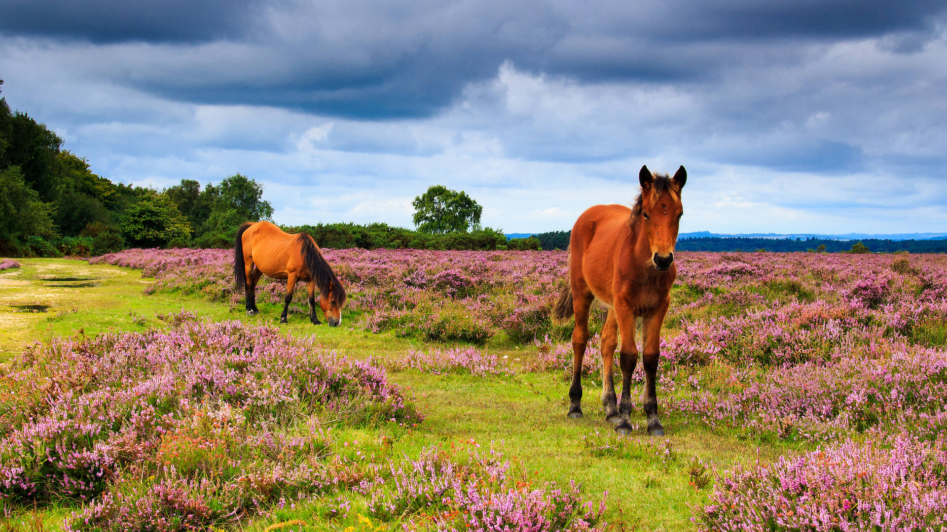 10 Most Beautiful National Parks In The UK To Visit Right Now