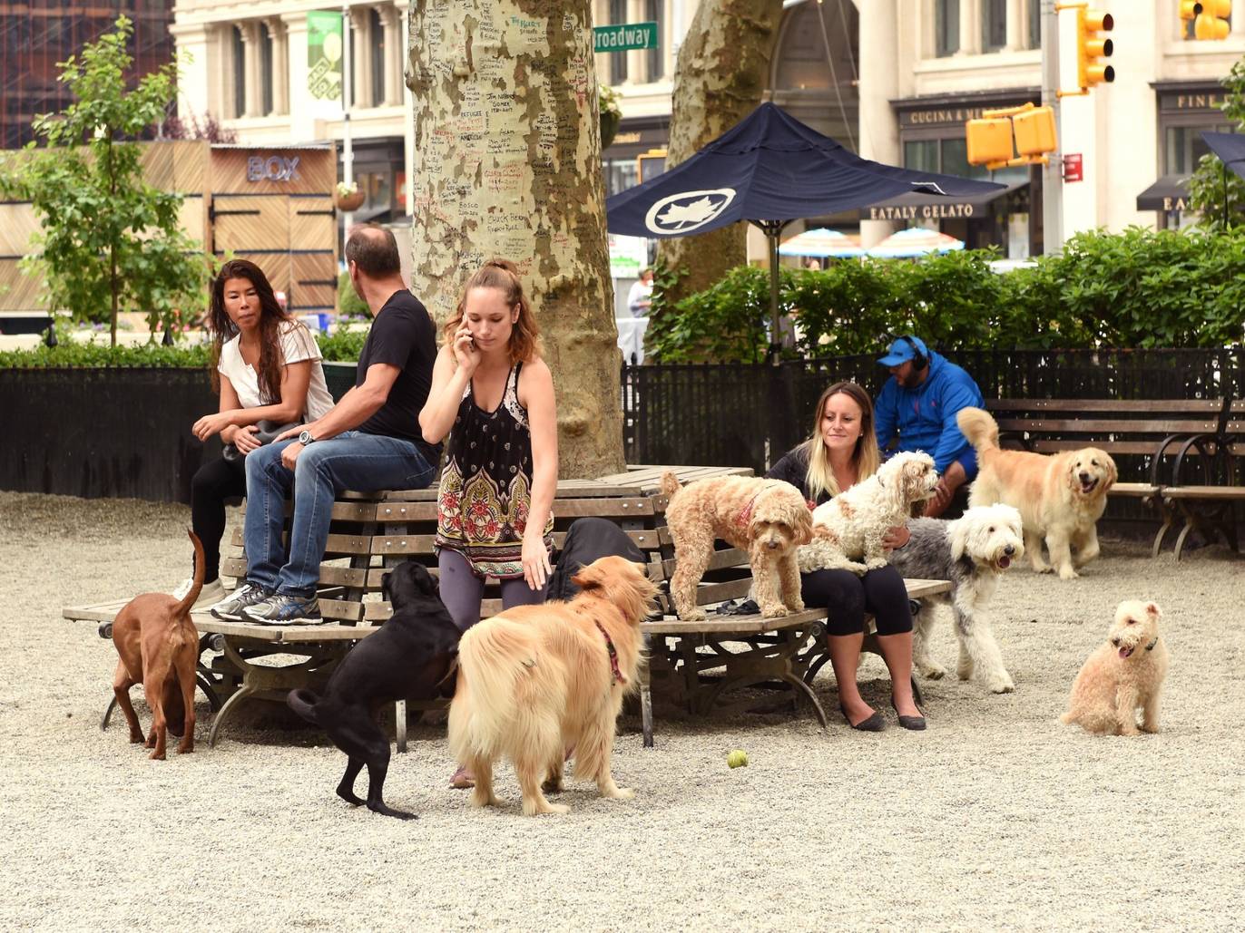 17 Best Dog Parks in New York City