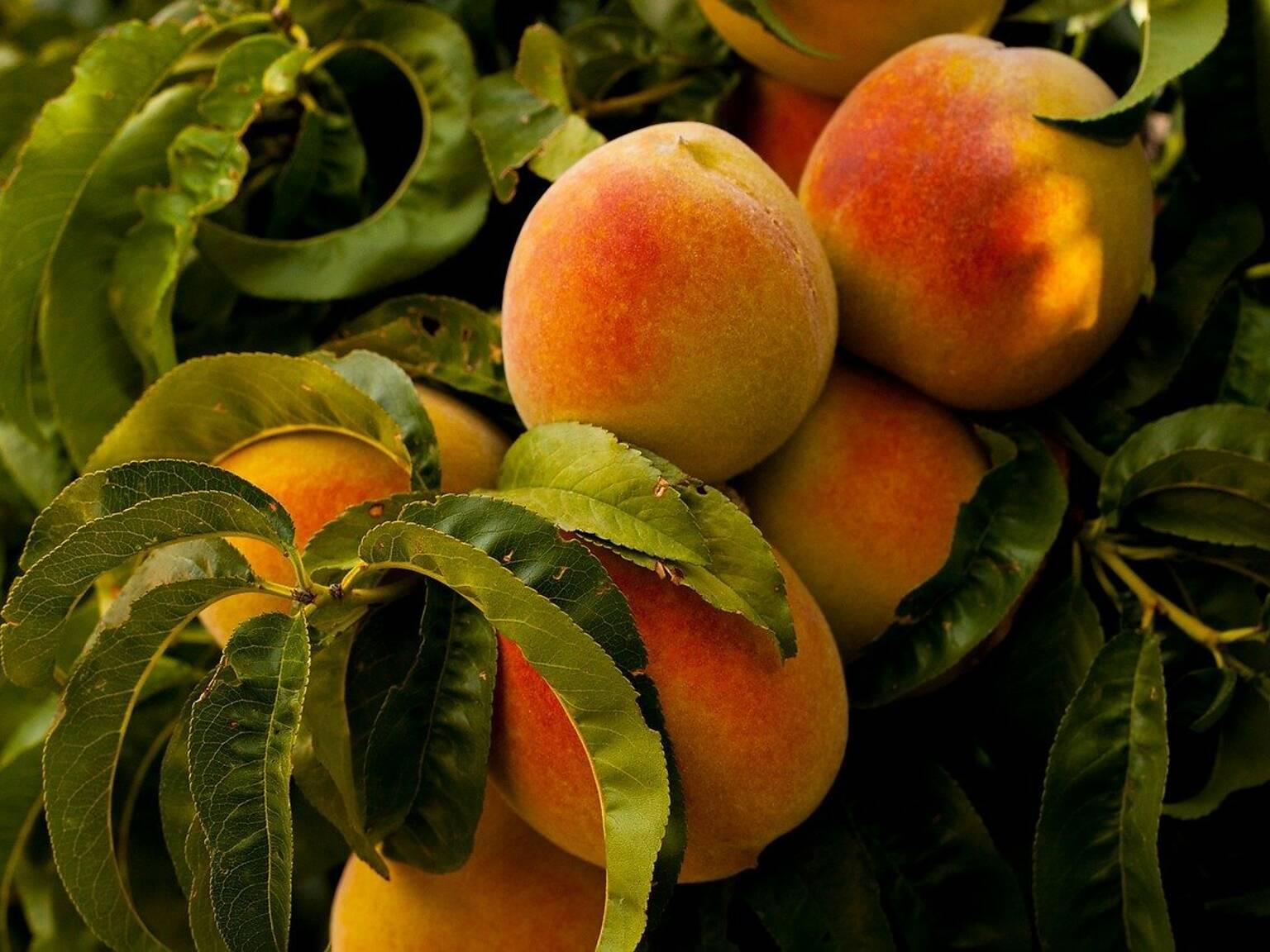 8 Farms for Peach Picking Near NYC This Summer