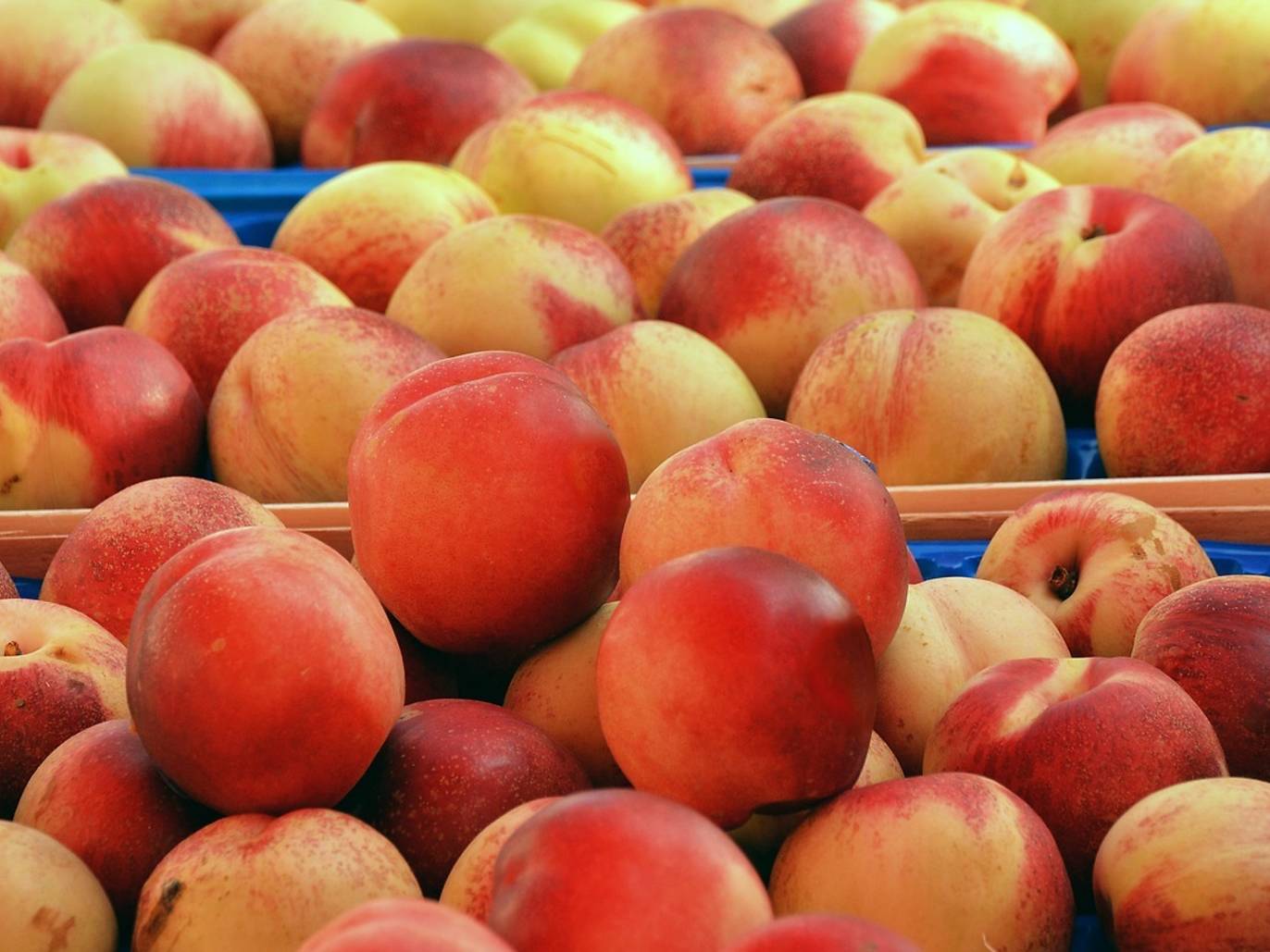 8 Farms for Peach Picking Near NYC This Summer