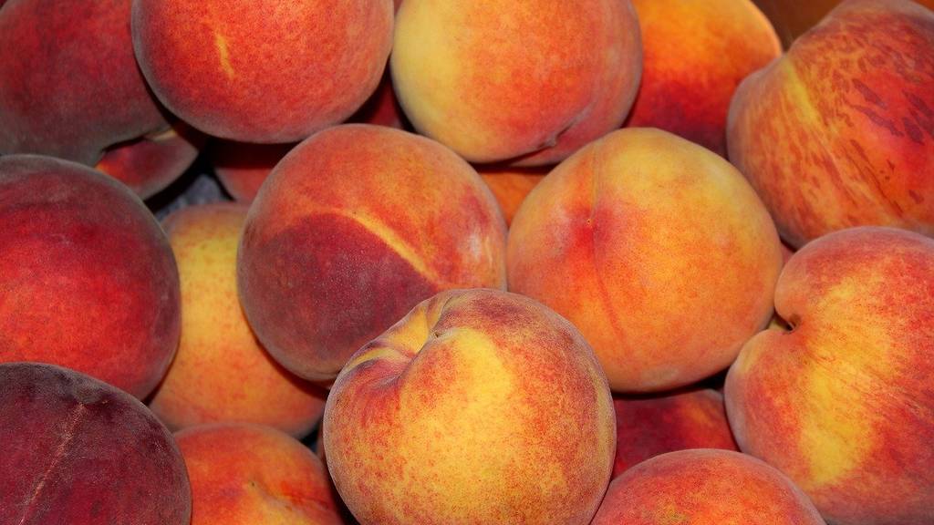 8 Farms for Peach Picking Near NYC This Summer