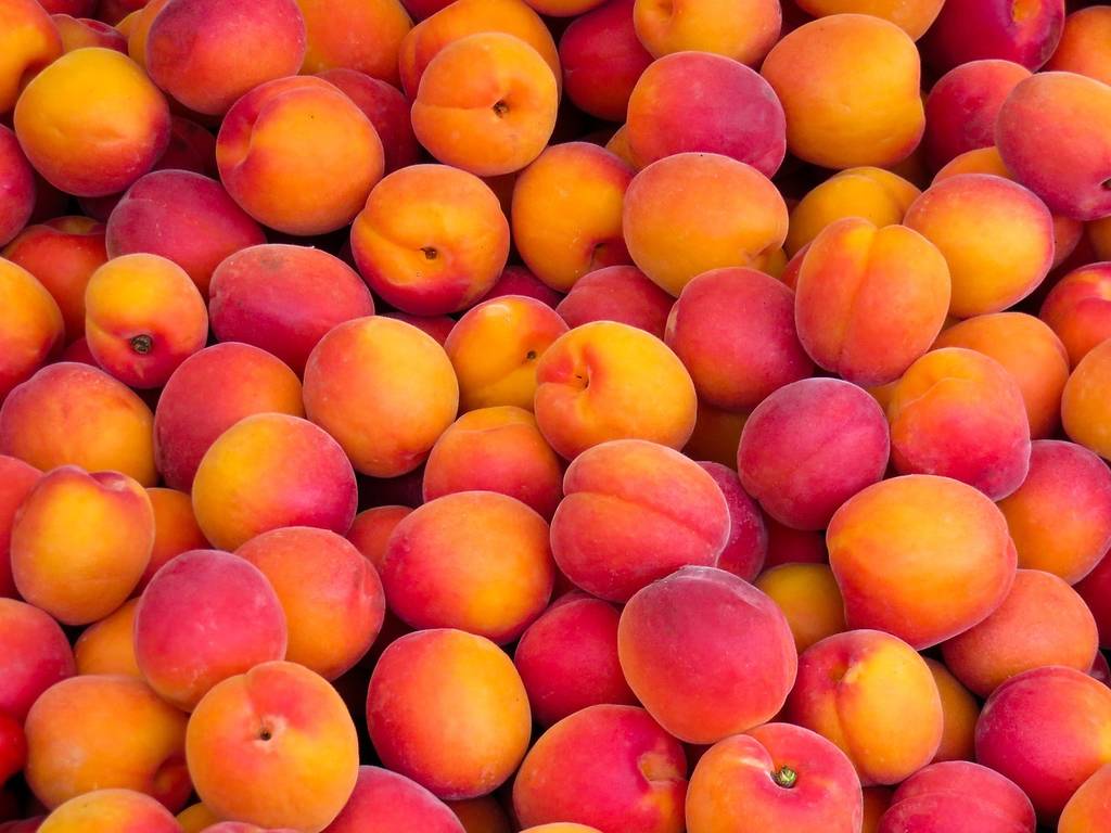 8 Farms for Peach Picking Near NYC This Summer
