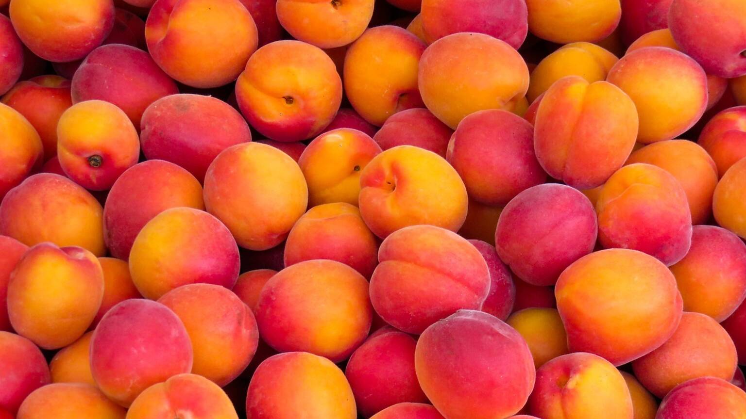 8 Farms for Peach Picking Near NYC This Summer