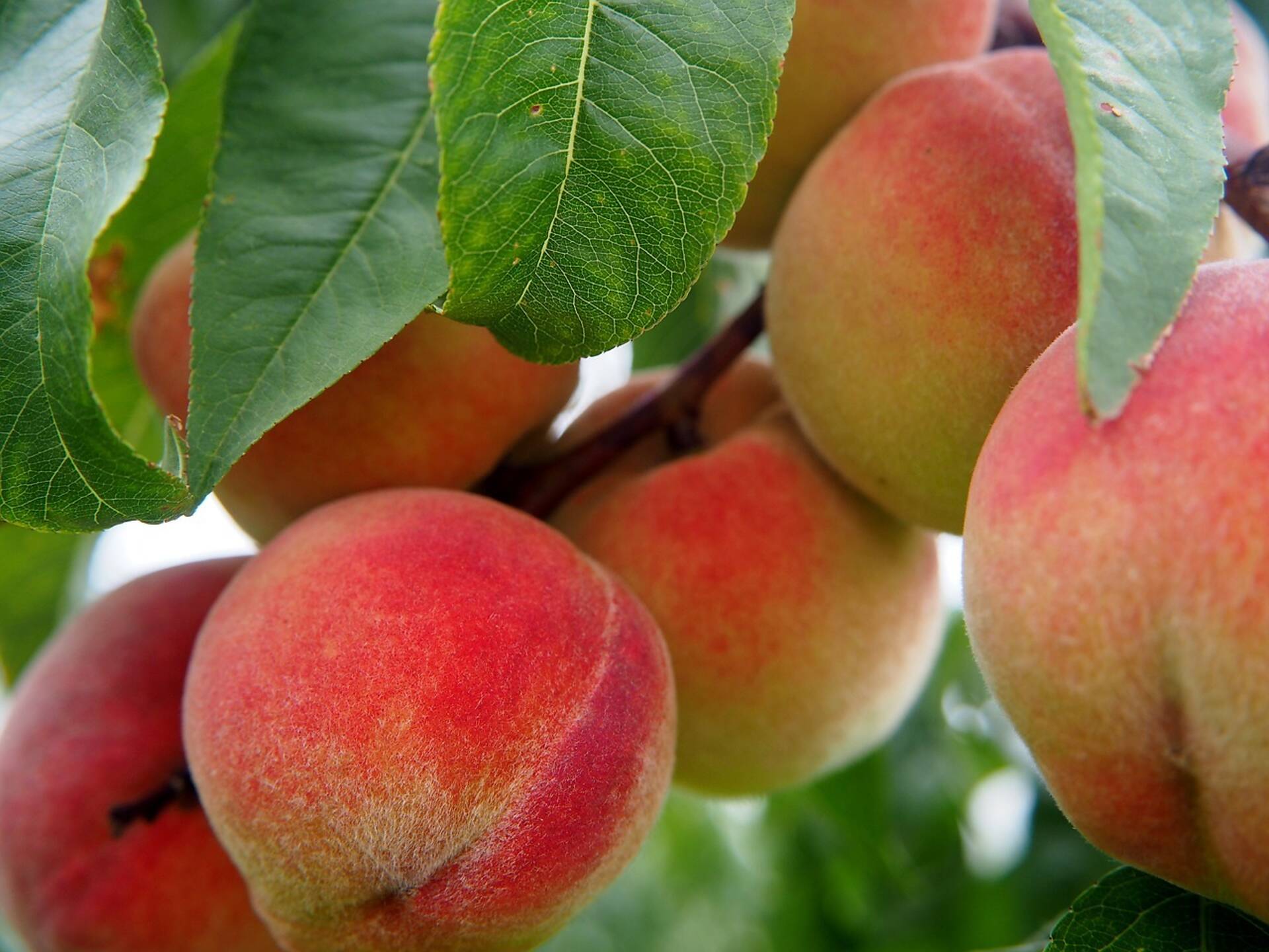 8 Farms for Peach Picking Near NYC This Summer