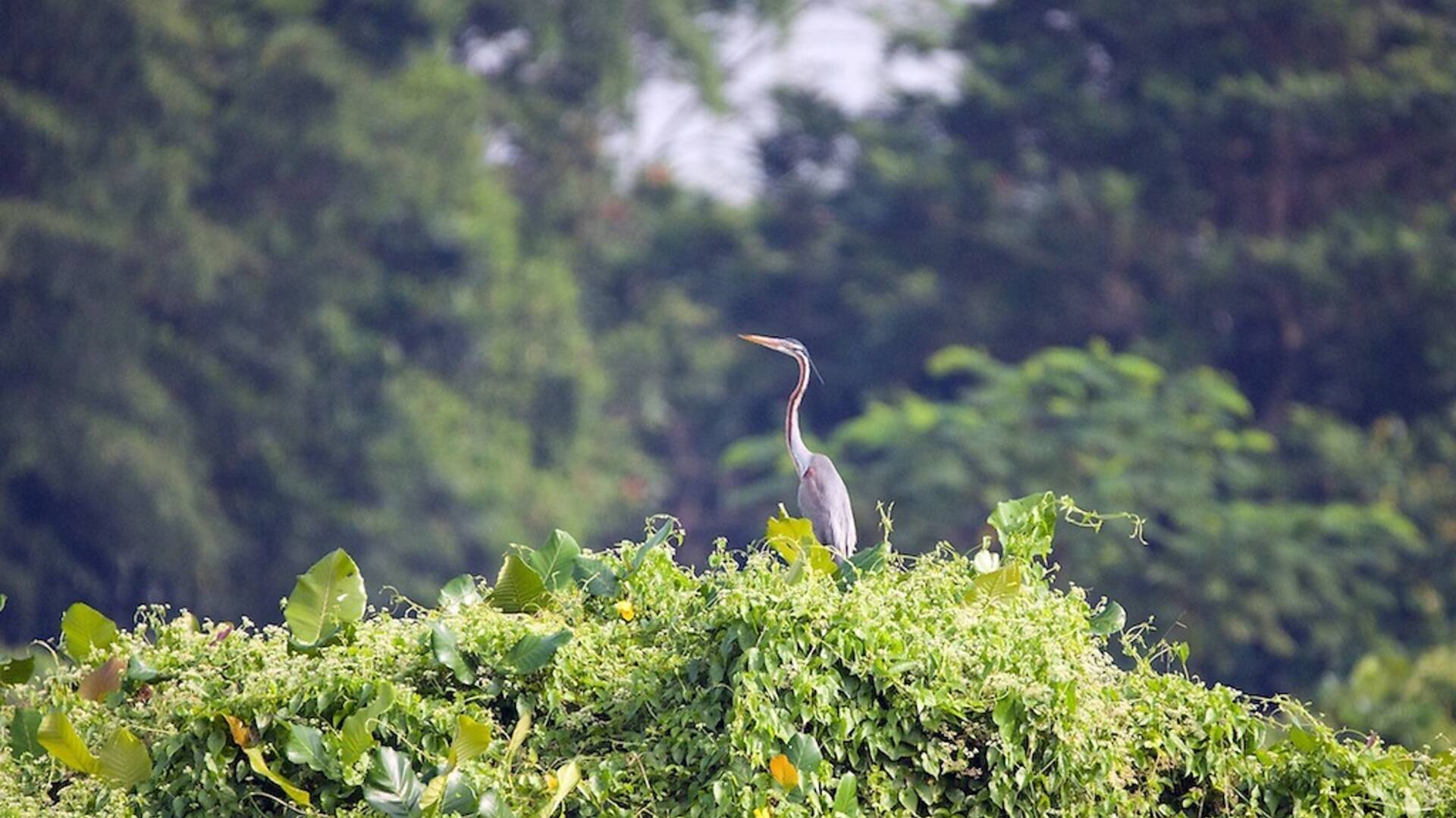 The Guide to Kranji Marshes in Singapore