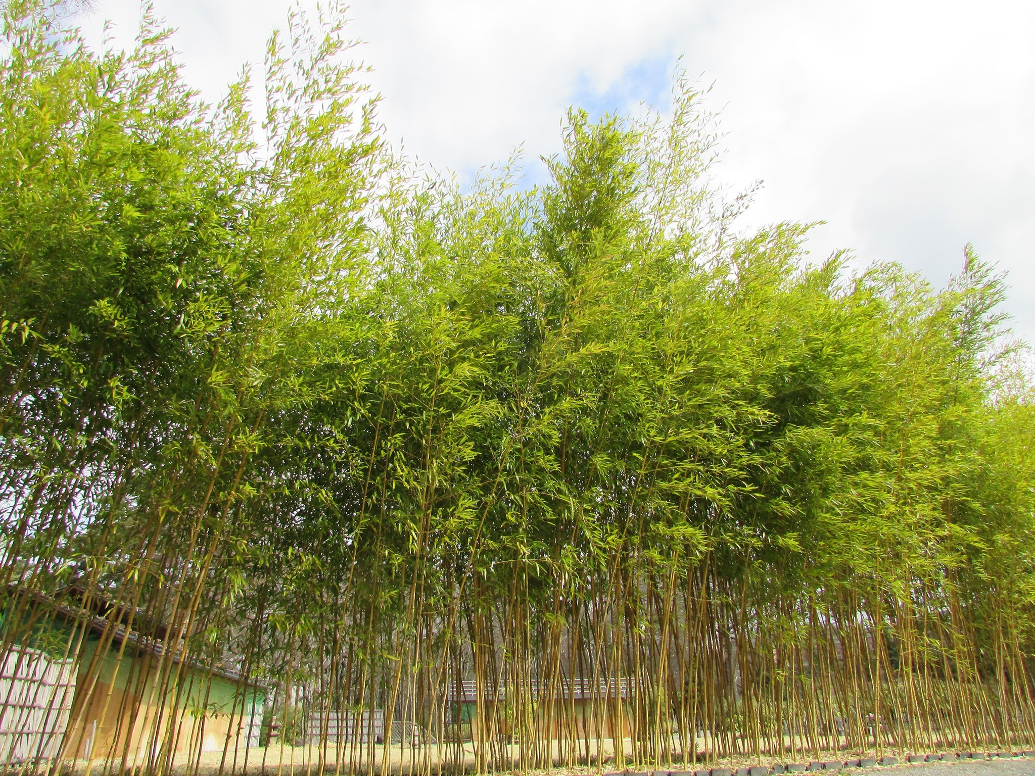 Sasa Rikyu bamboo garden in Nagano prefecture is offering free entry ...