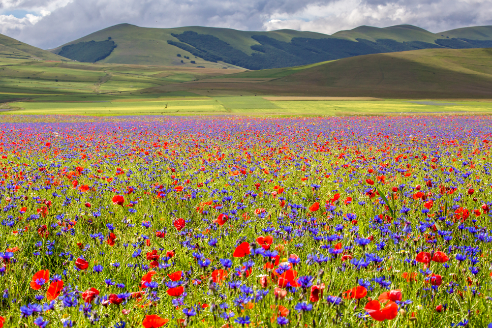 The Italian Village of Castelluccio Is Surrounded by Rainbow Fields of ...