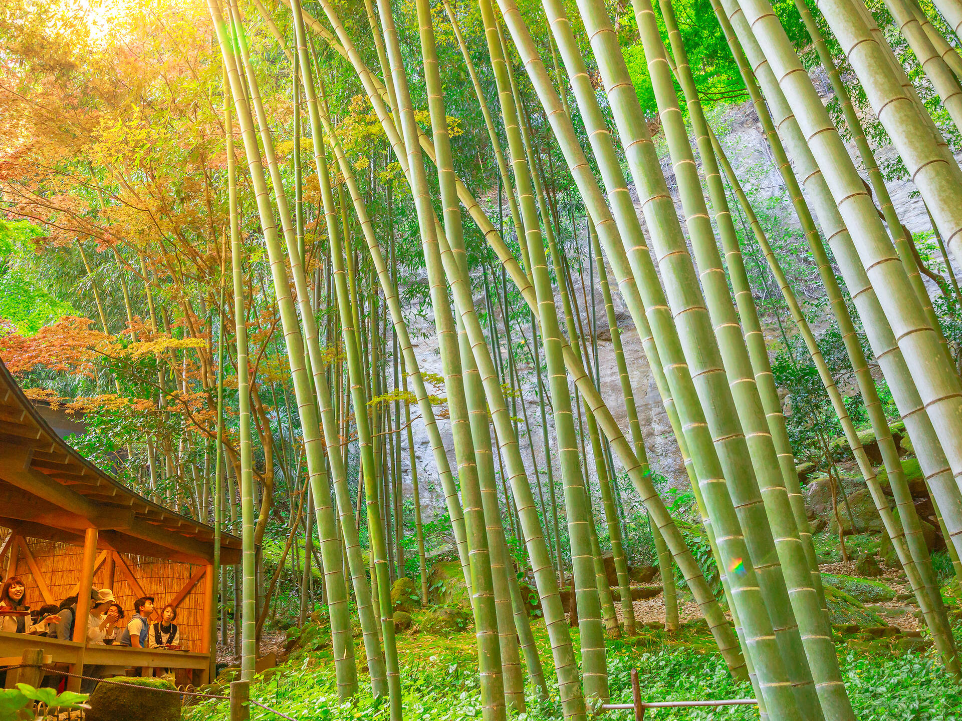 Guide to Kamakura: best things to do, attractions, restaurants, cafés ...