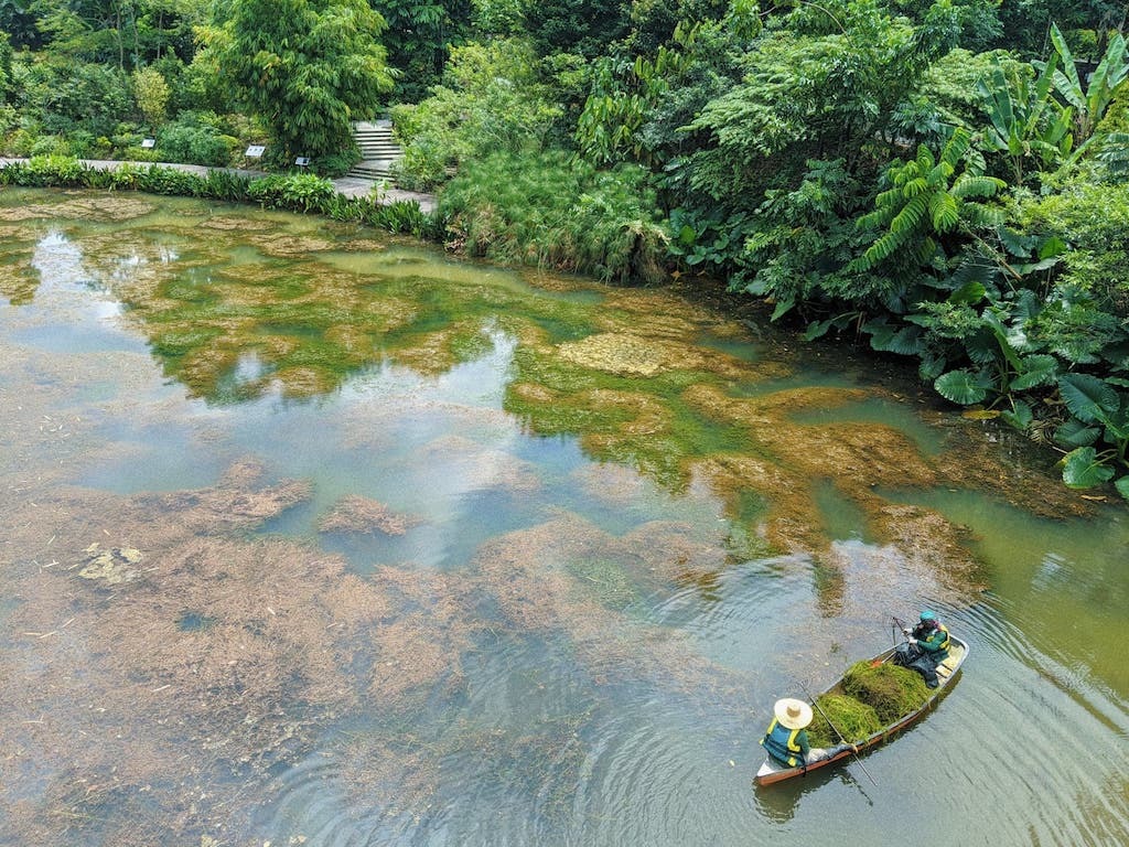 Walk through the hidden and rustic forest at the Botanic Gardens