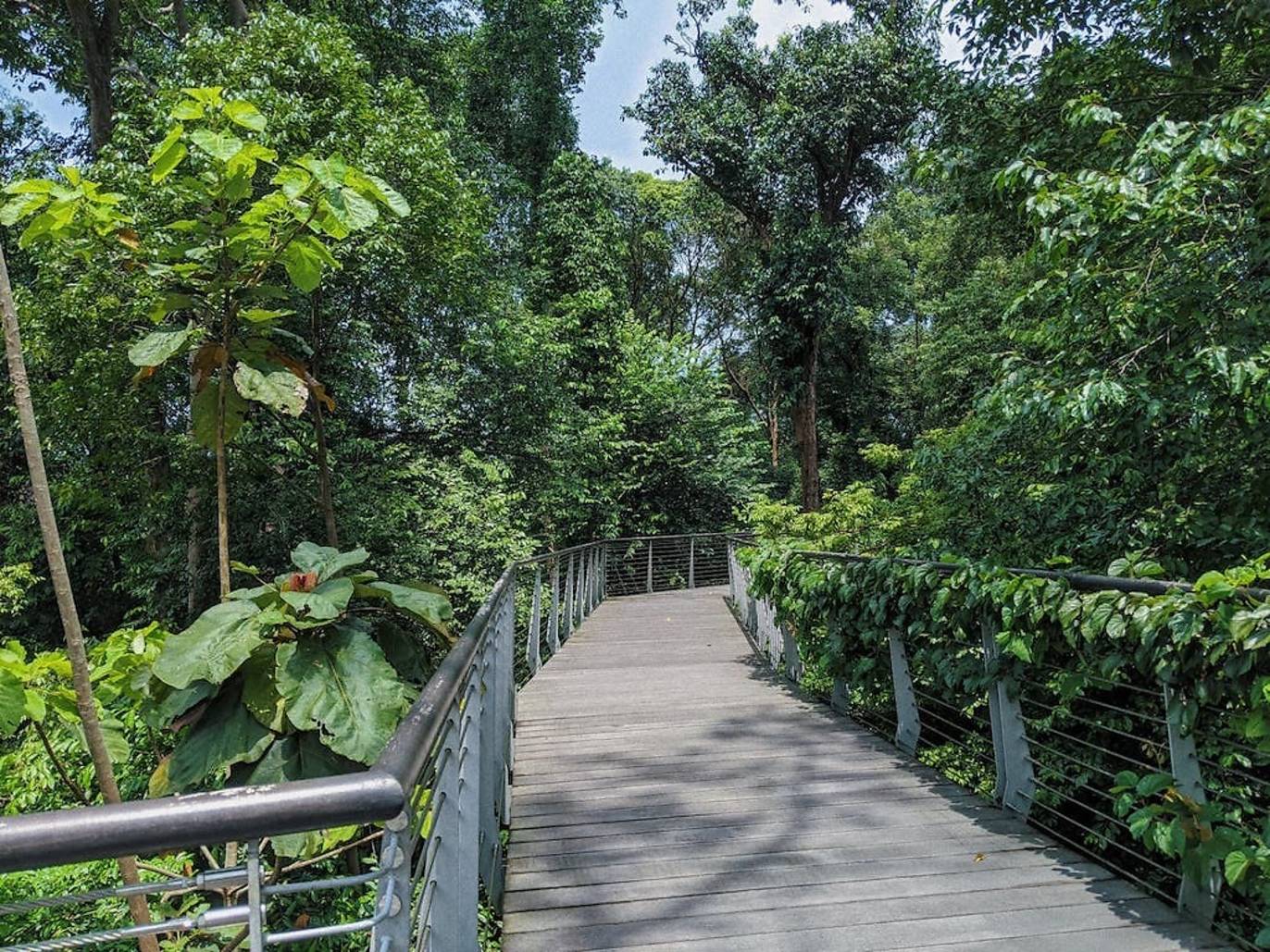 22 Best Nature Trails In Singapore | Nature Walks