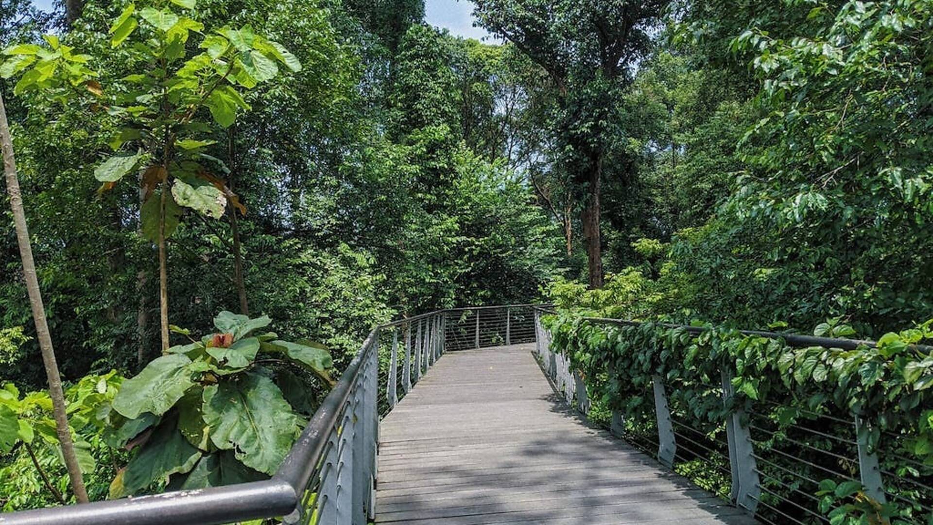 Walk through the hidden and rustic forest at the Botanic Gardens