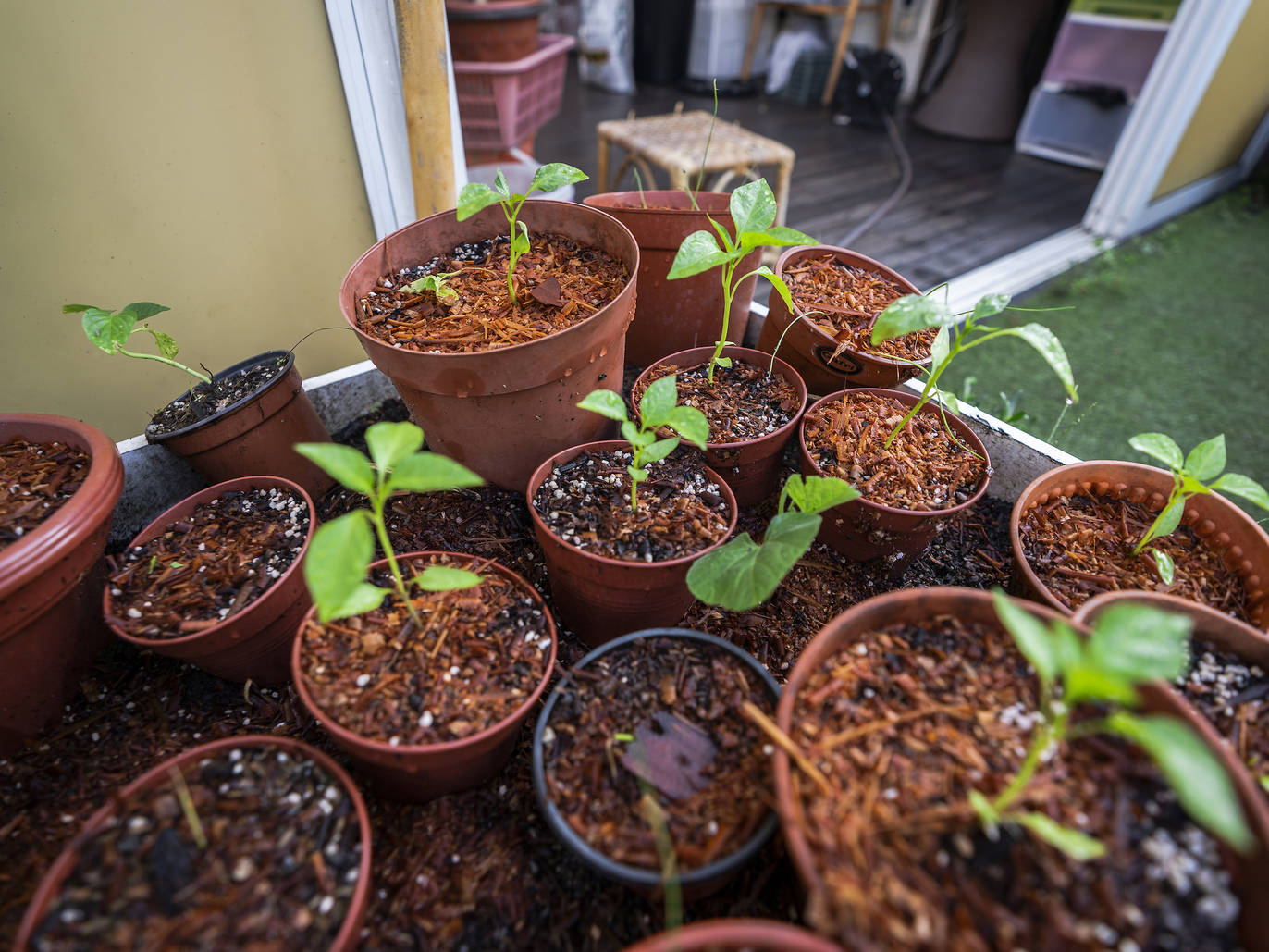 6 Simple Home Gardening Tips To Grow Food In Singapore