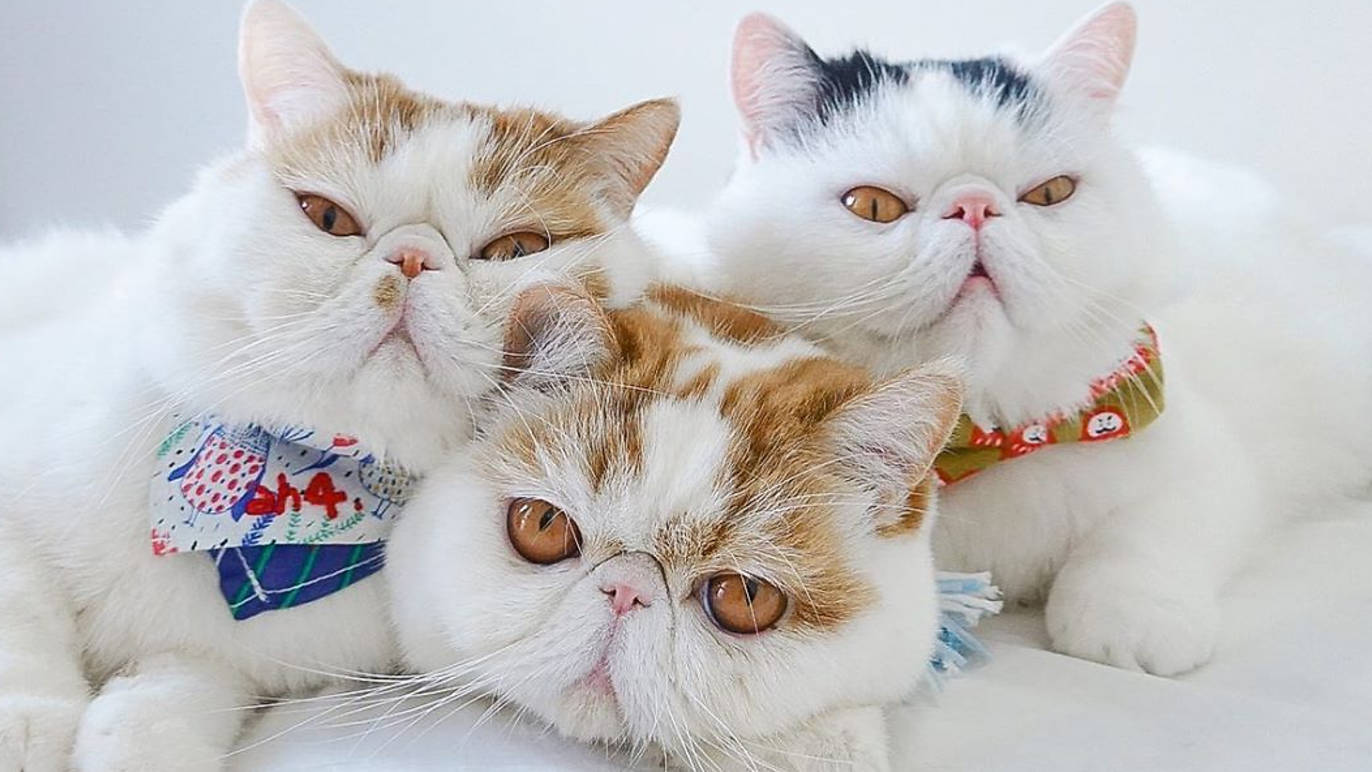 Cutest Hong Kong cats to follow on Instagram