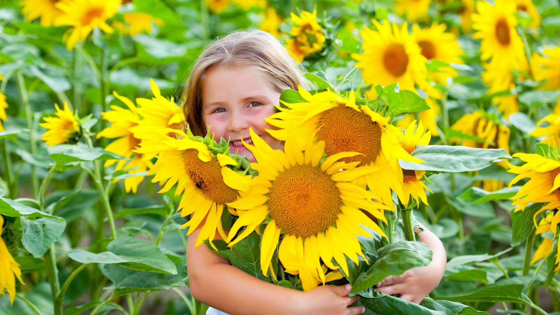 5 Locales Where You Can Go Sunflower Picking Near NYC