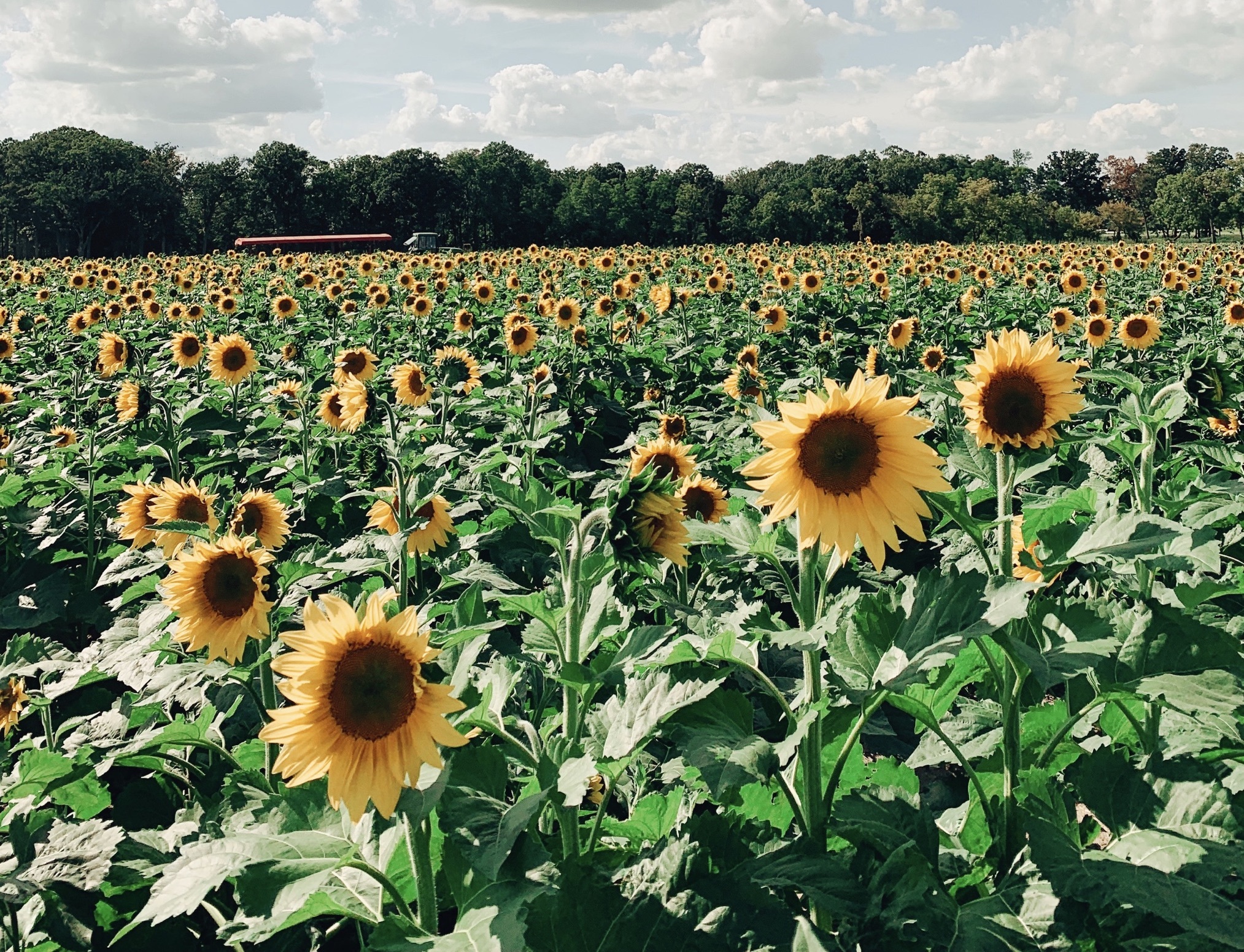 Johnson's Farm Produce | Things to do in Chicago