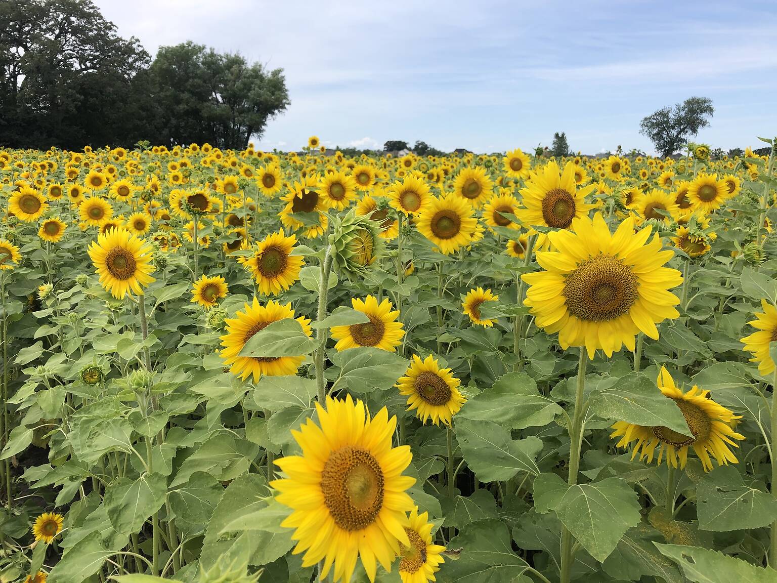 12 Beautiful Sunflower Fields Near Chicago