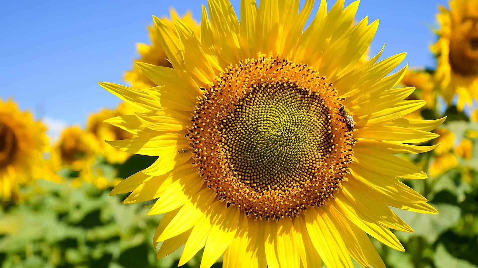 12 Beautiful Sunflower Fields Near Chicago