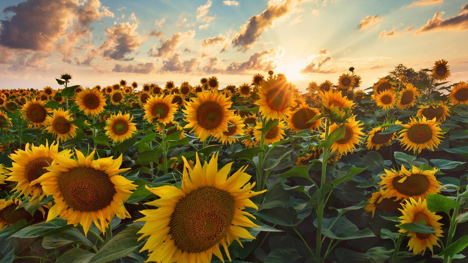 12 Beautiful Sunflower Fields Near Chicago