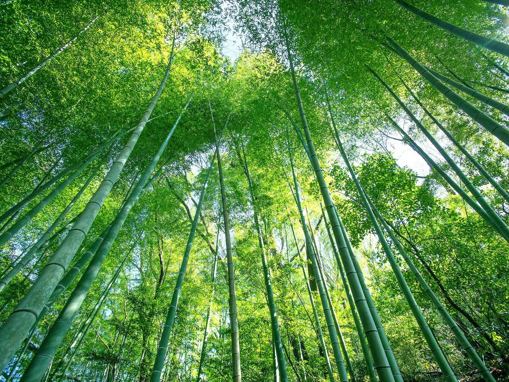 Where to see iconic Japanese scenery without leaving Greater Tokyo