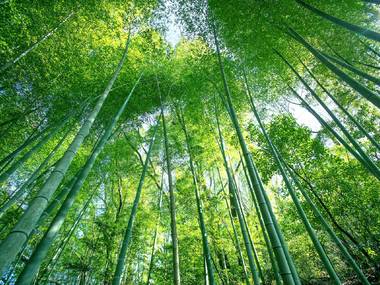 Where to see iconic Japanese scenery without leaving Greater Tokyo