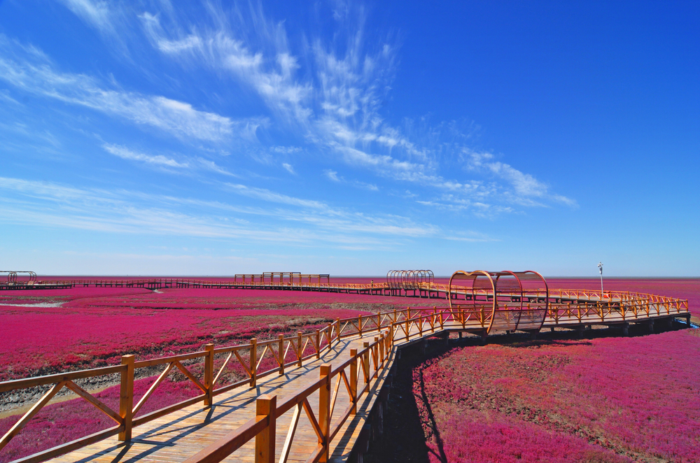 China’s Incredible Red Wildflower ‘Beach’ is About to Hit Full Bloom