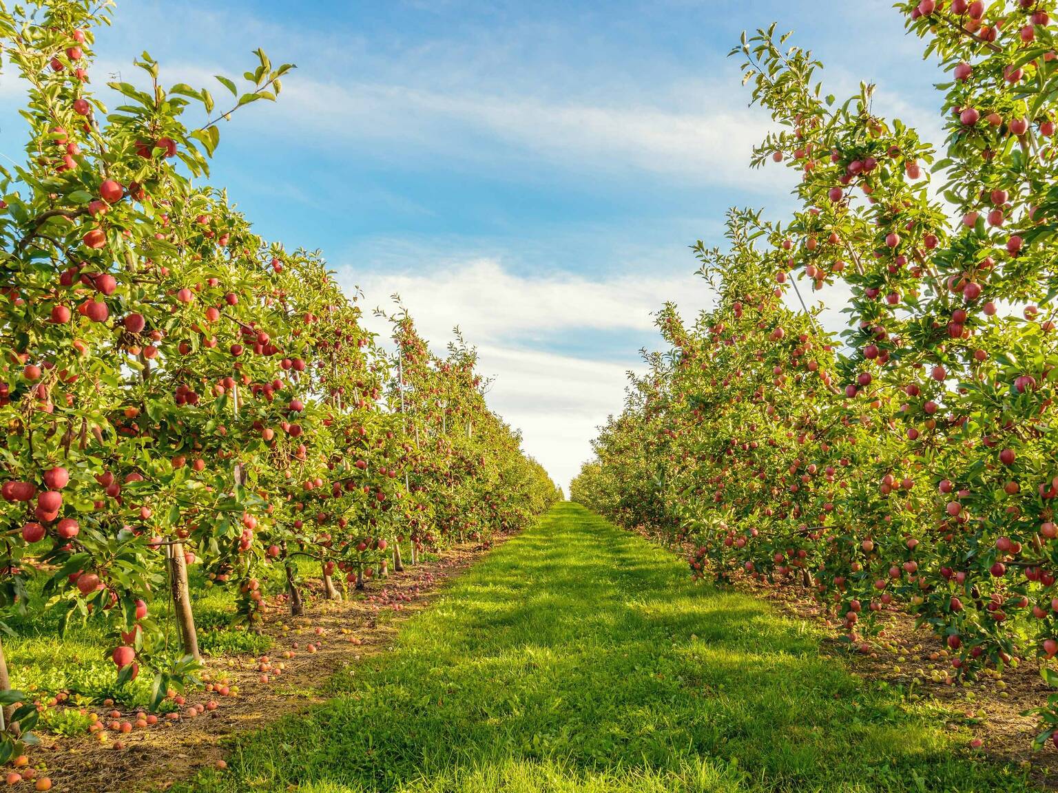 14 Best Places to Go Apple Picking Near Chicago