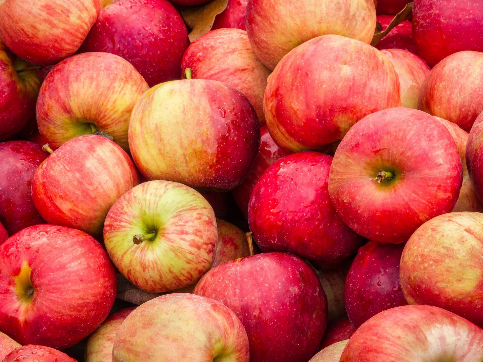 14 Best Places to Go Apple Picking Near Chicago