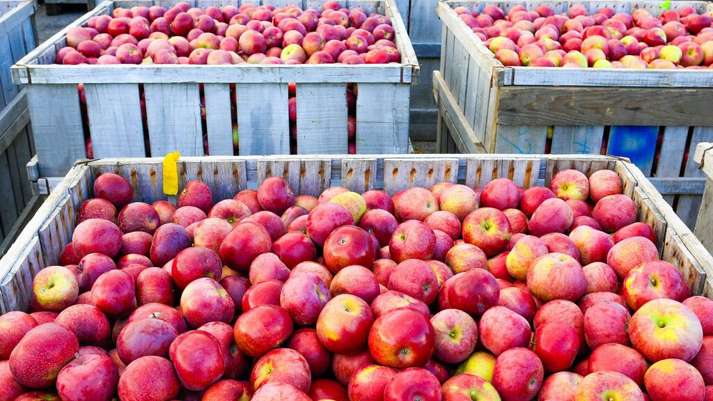 14 Farms for Apple and Pumpkin Picking Near NYC