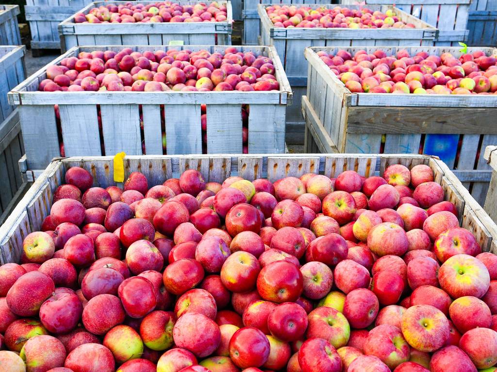 14 Best Places to Go Apple Picking Near Chicago