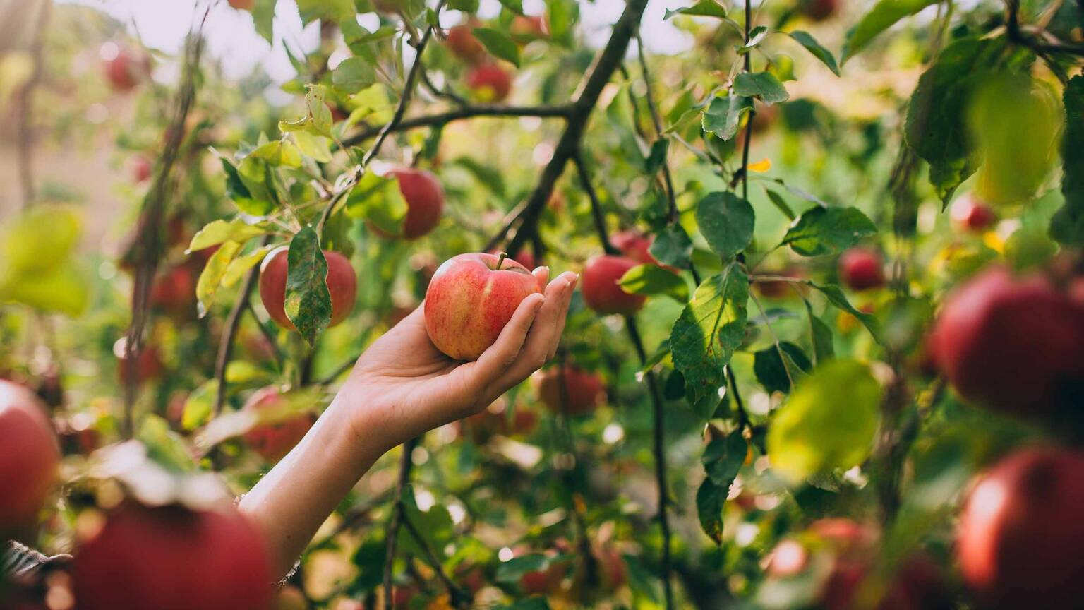 17 Best Farm Stays in the United States | Farm Vacations