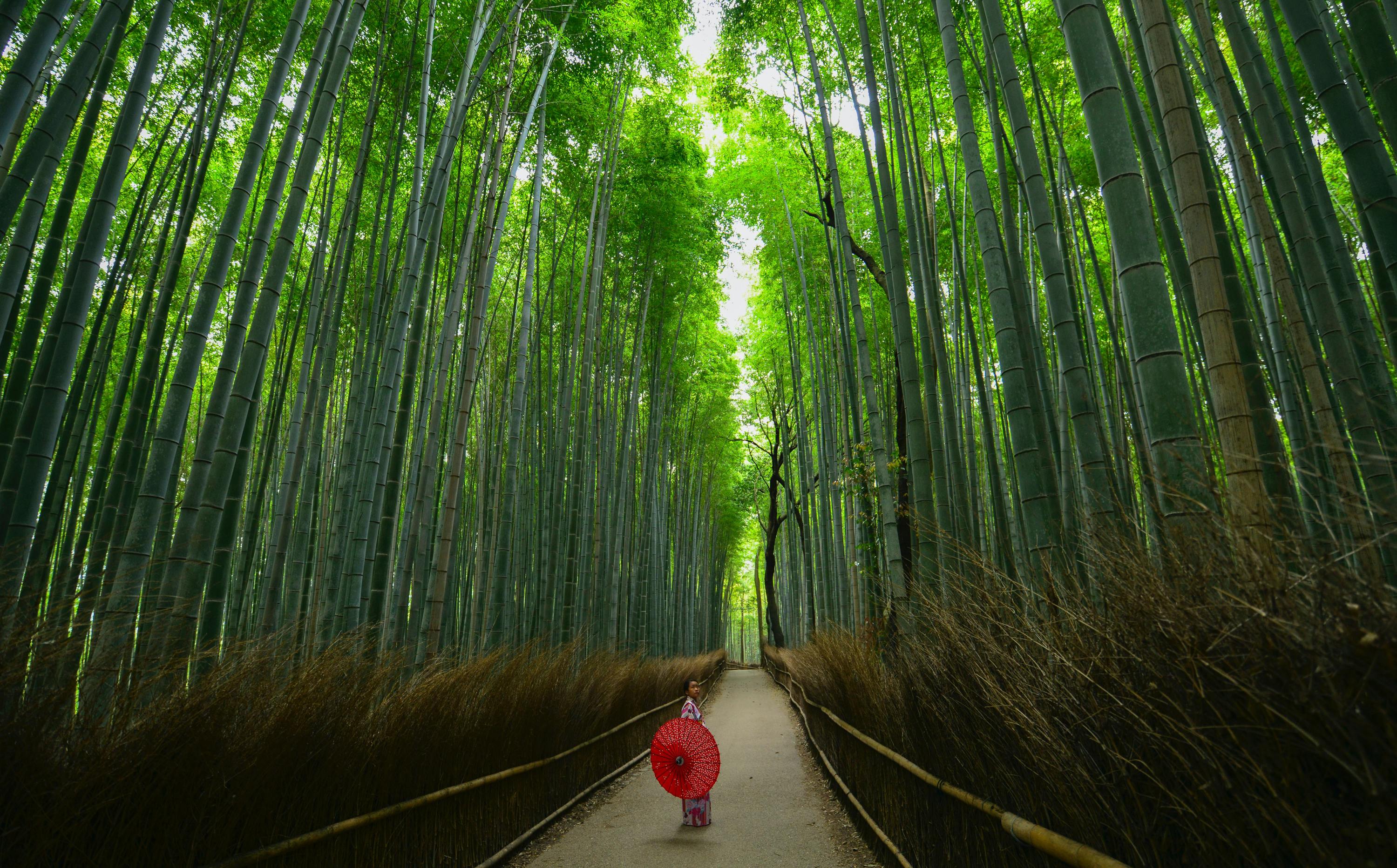 Tourists Are Keen To Visit Japan As Soon As The Borders Reopen Fully Tourists Are Keen To Visit Japan As Soon As The Borders Reopen Fully