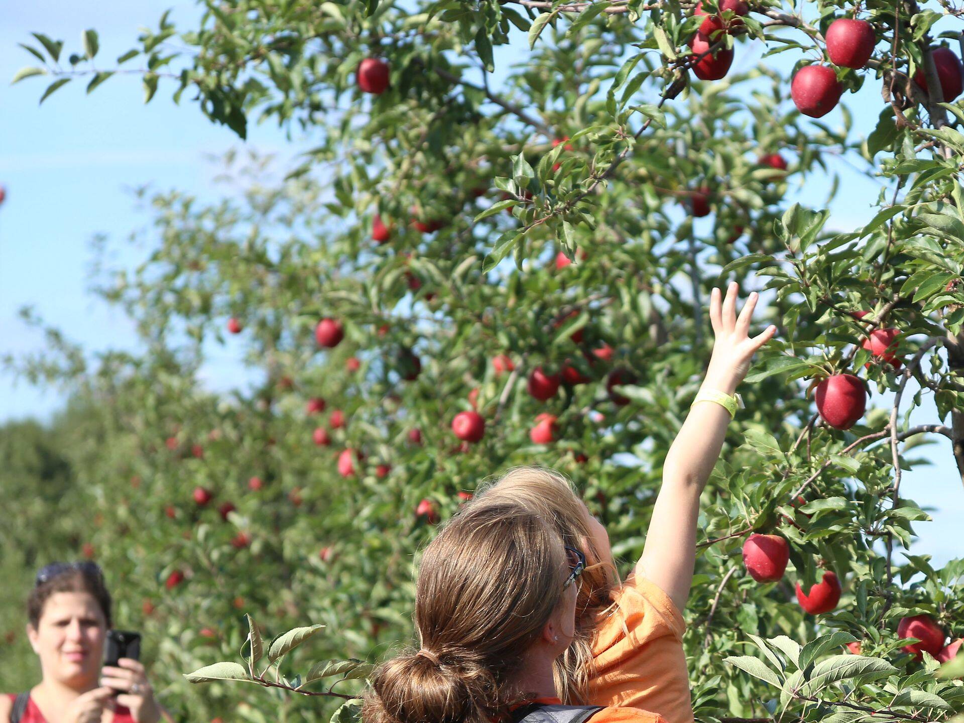 Go Apple Picking Near Chicago At These Local Orchards This Fall