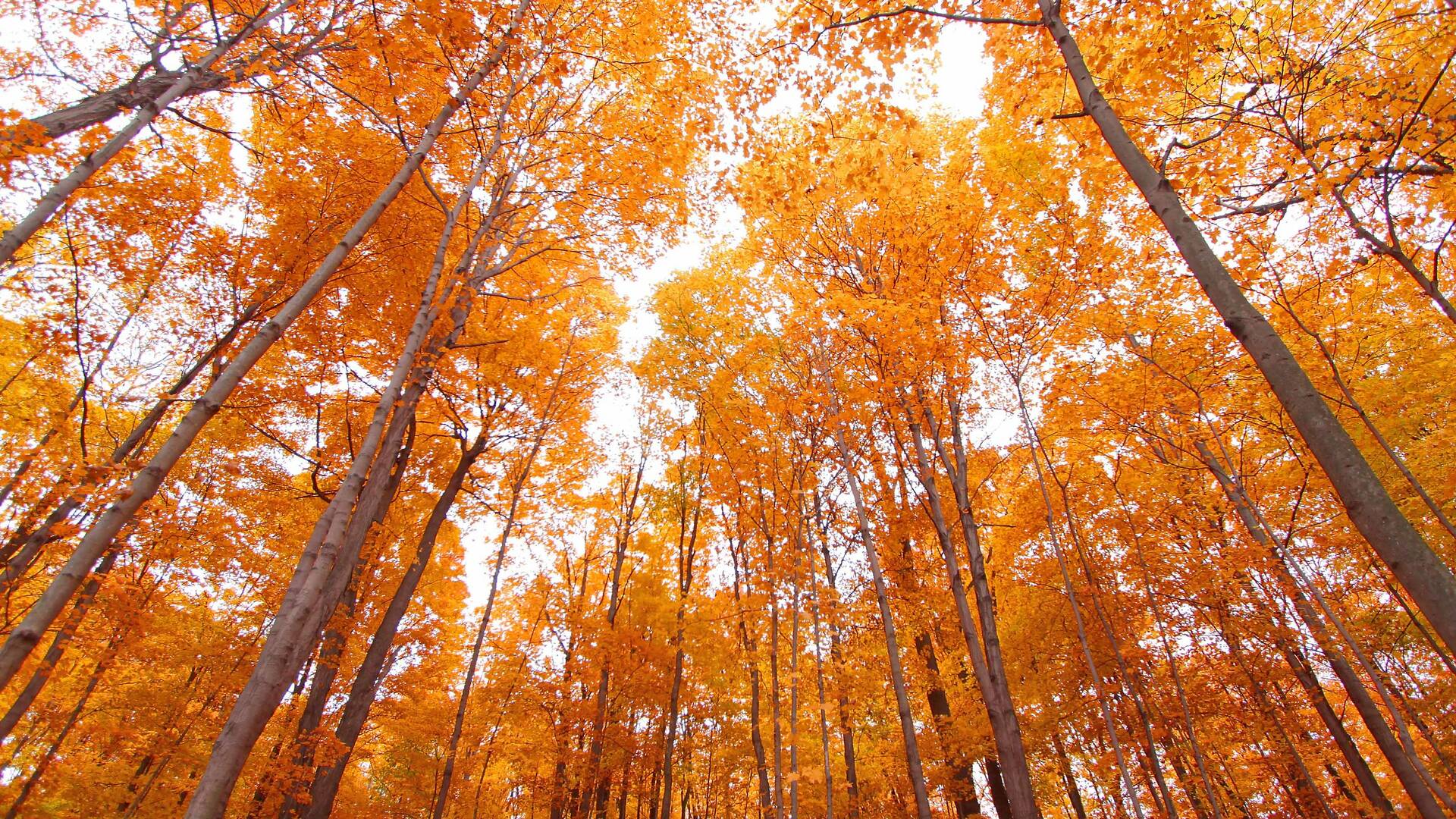 Where to See Best Fall Foliage in the USA For Beautiful Fall Colors