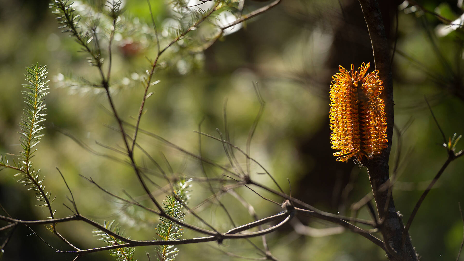 Ku-ring-gai Wildflower Garden – a magical hidden garden in Sydney