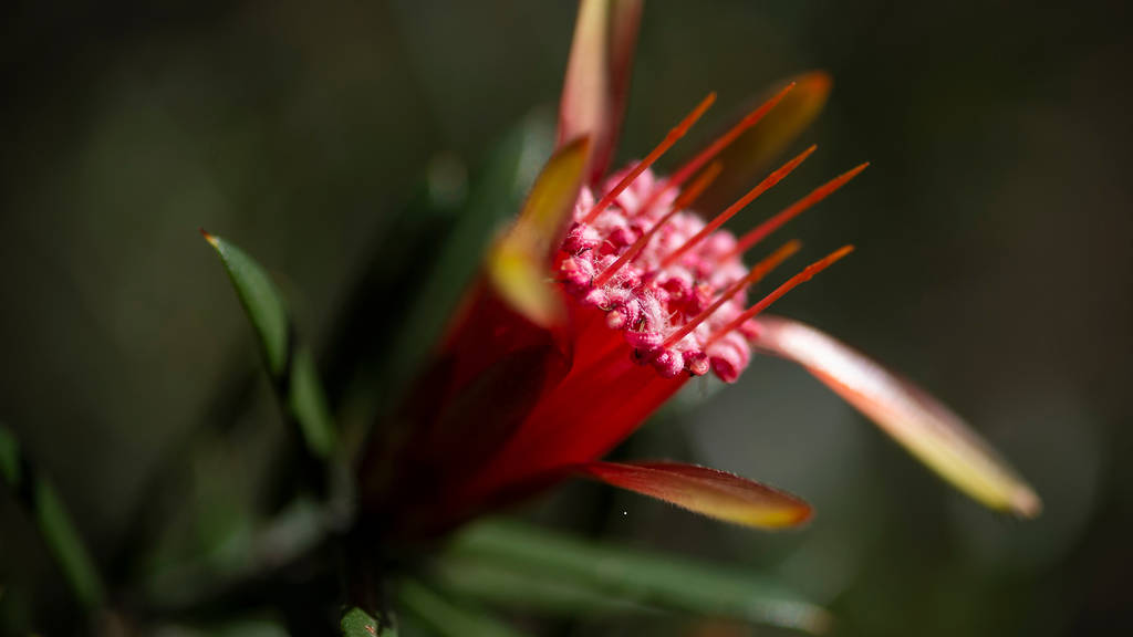 Ku-ring-gai Wildflower Garden – a magical hidden garden in Sydney